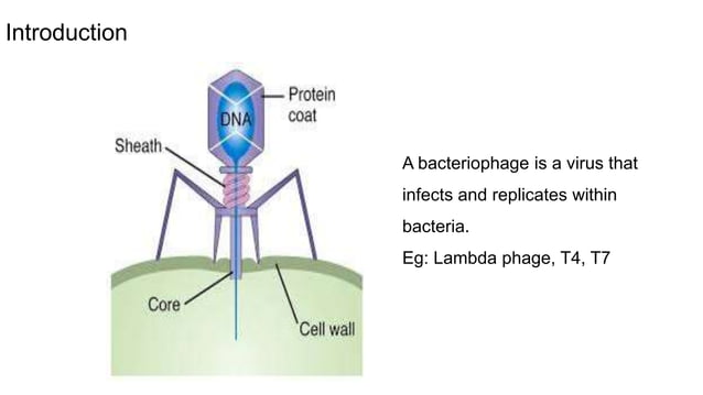 Phage Gene Regulation.pptx