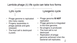 Phage Gene Regulation.pptx