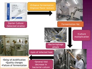 Phage in dairy 3rd group | PPTX