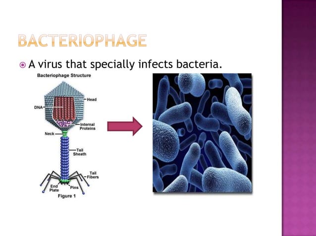 Phage in dairy 3rd group | PPTX