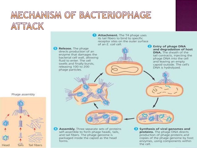 Phage in dairy 3rd group