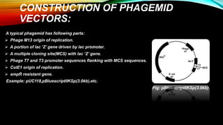 PHAGEMID.pdf