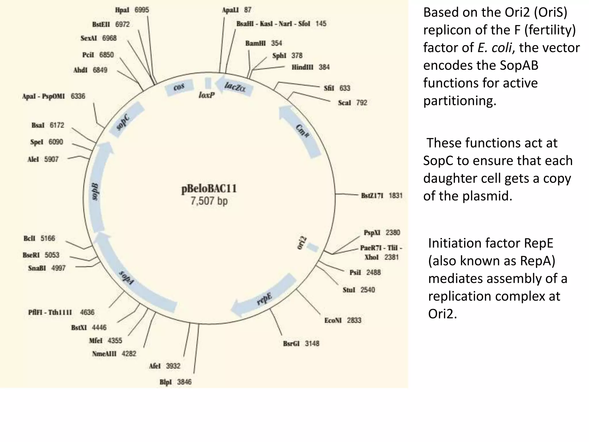 Phagemid and bac vectors | PPTX