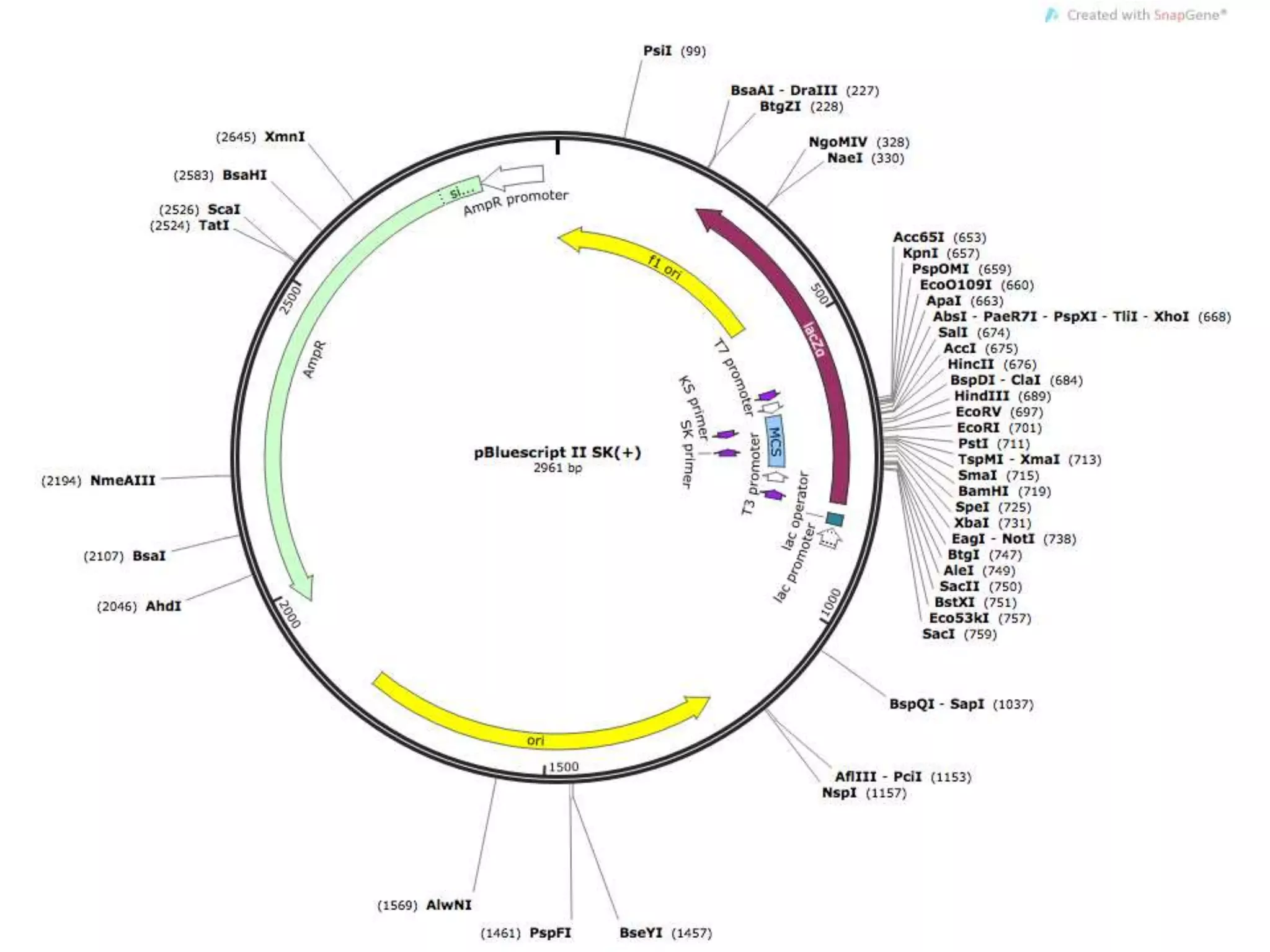 Phagemid and bac vectors | PPTX