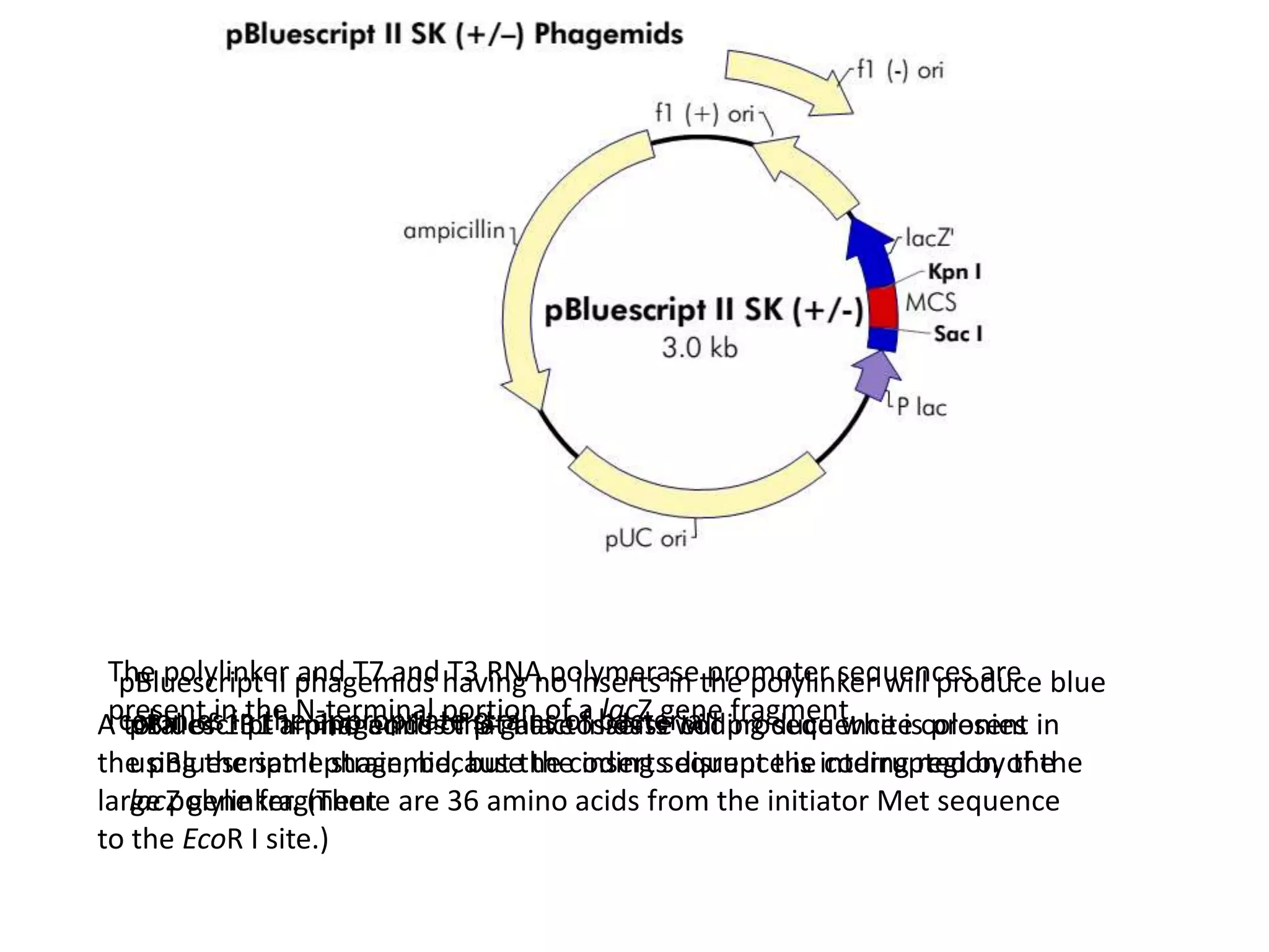 Phagemid and bac vectors | PPTX