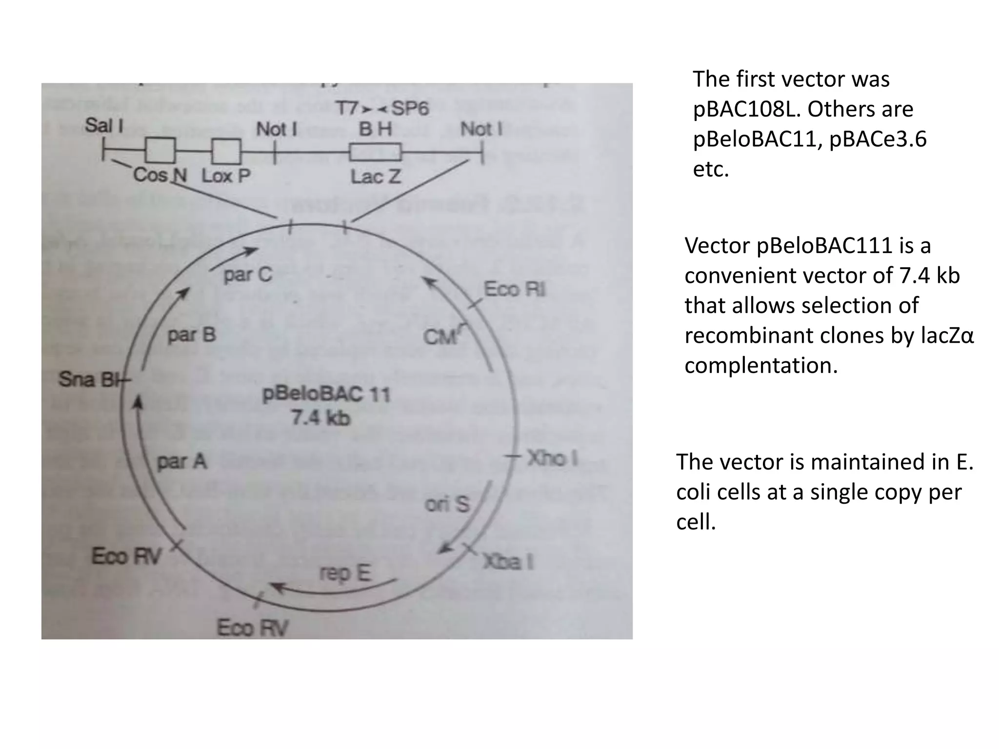 Phagemid and bac vectors | PPTX