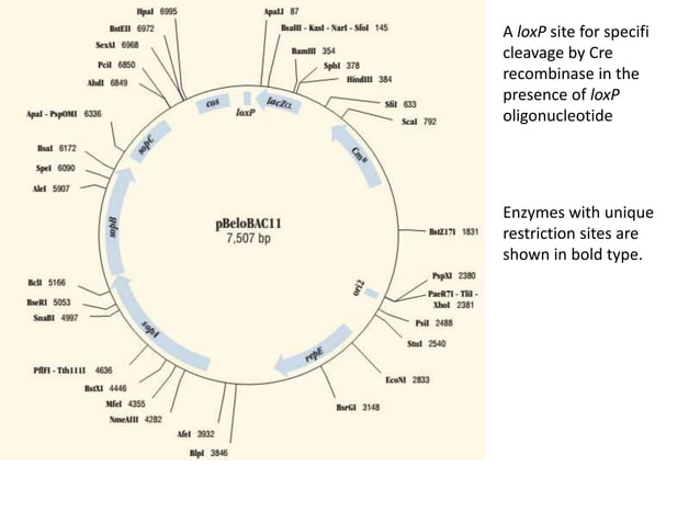 Phagemid and bac vectors | PPTX | Chemistry | Science