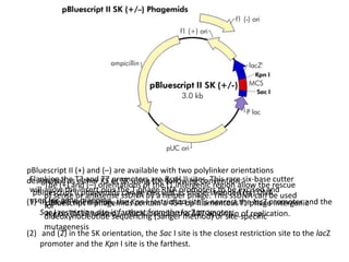 Phagemid and bac vectors | PPTX | Chemistry | Science