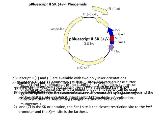 Phagemid and bac vectors | PPTX | Chemistry | Science