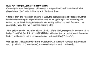 Phagemid and bac vectors | PPTX | Chemistry | Science