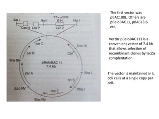 Phagemid and bac vectors | PPTX | Chemistry | Science