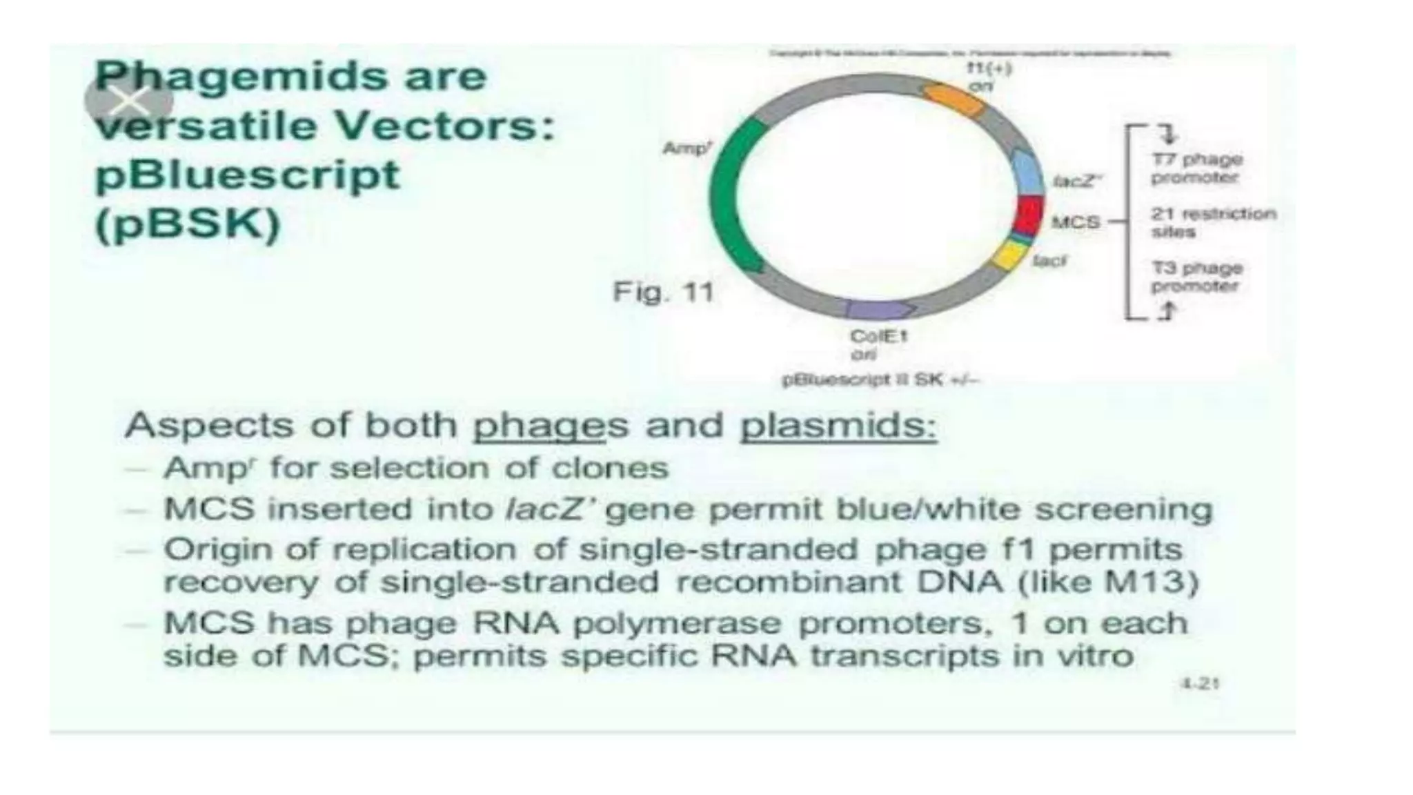Phagemid vector | PPTX
