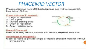 Phagemid vector | PPTX