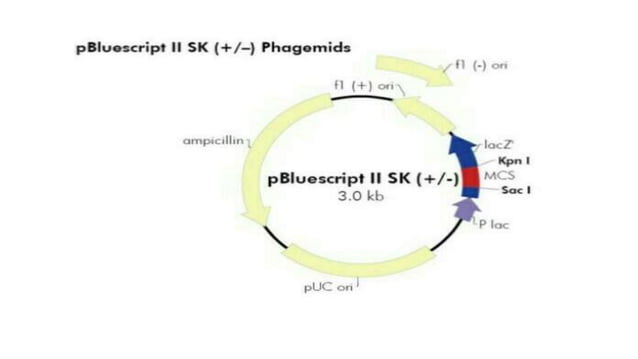 Phagemid vector | PPTX
