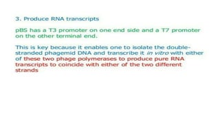 Phagemid vector | PPTX