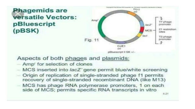Phagemid vector | PPTX