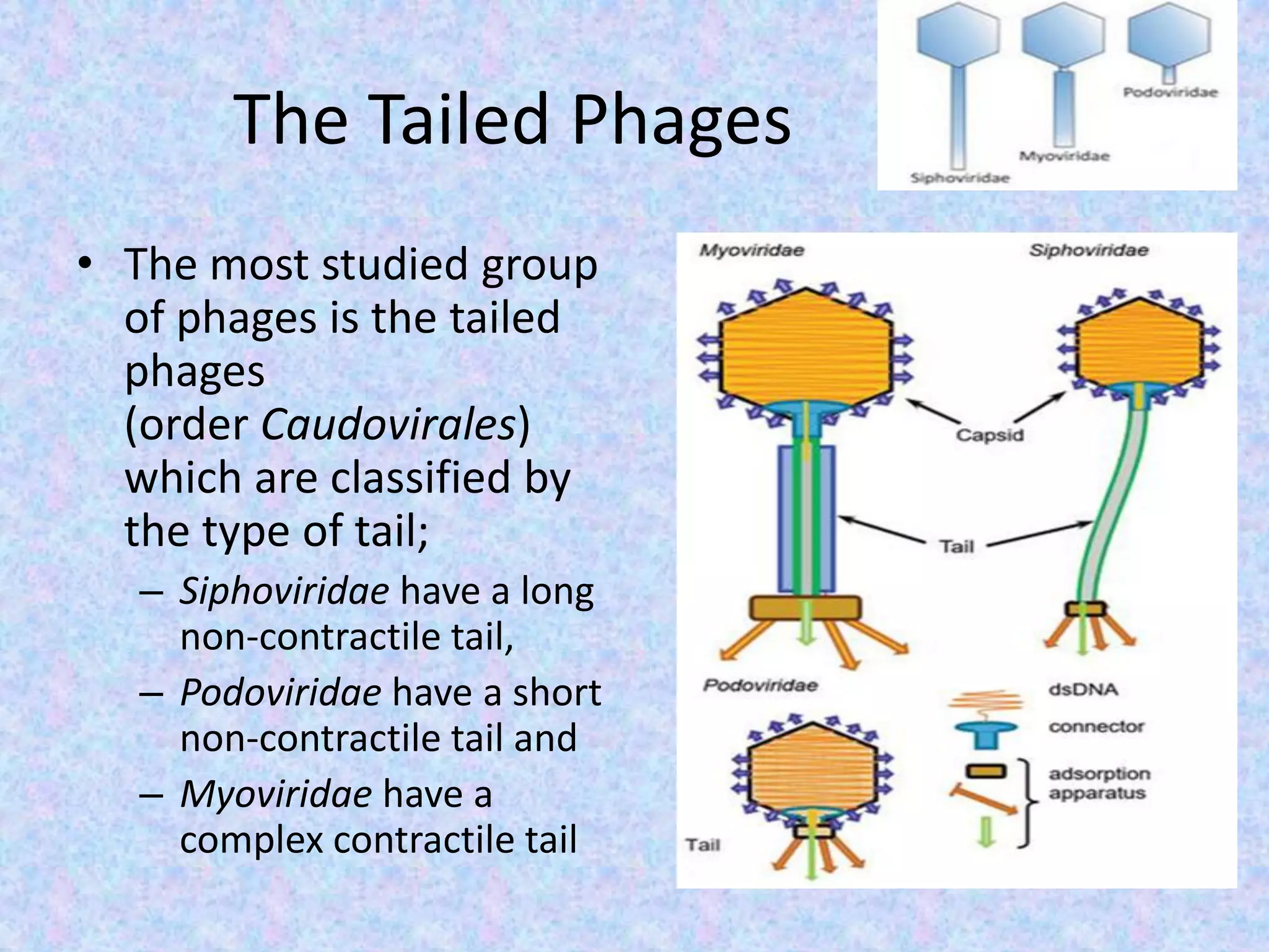 Phage phenotypes | PPT