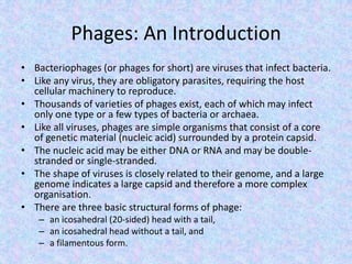 Phage phenotypes | PDF