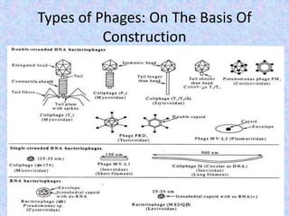 Phage phenotypes | PDF