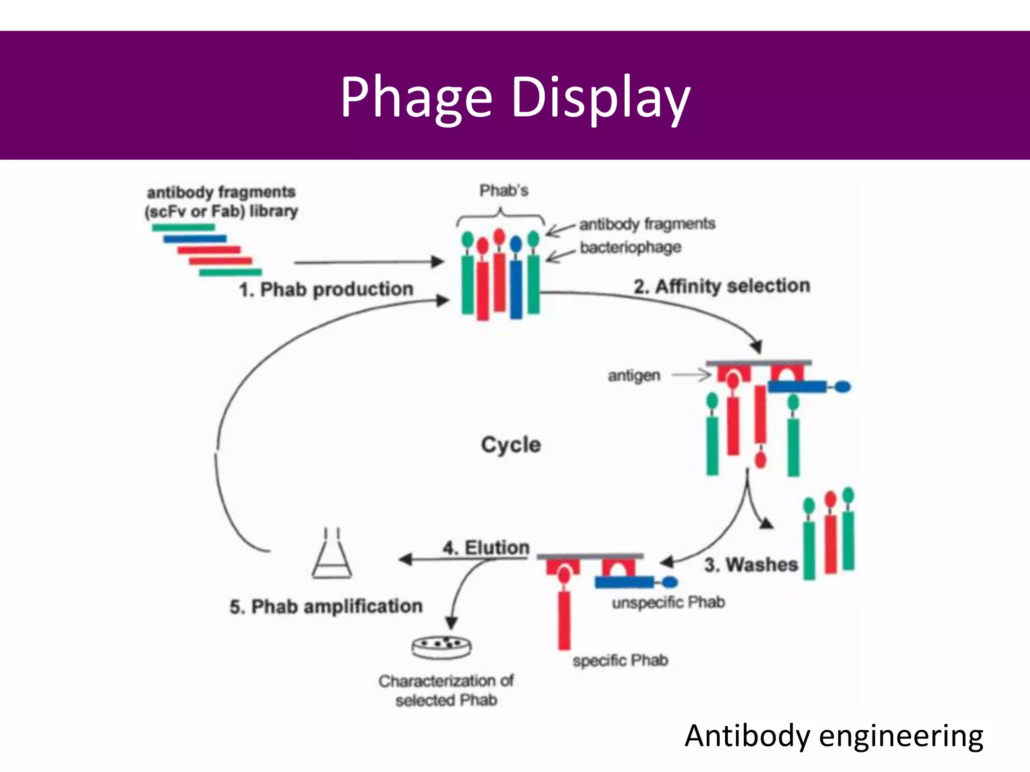 Bacteriophage Project @Hackuarium | PPTX