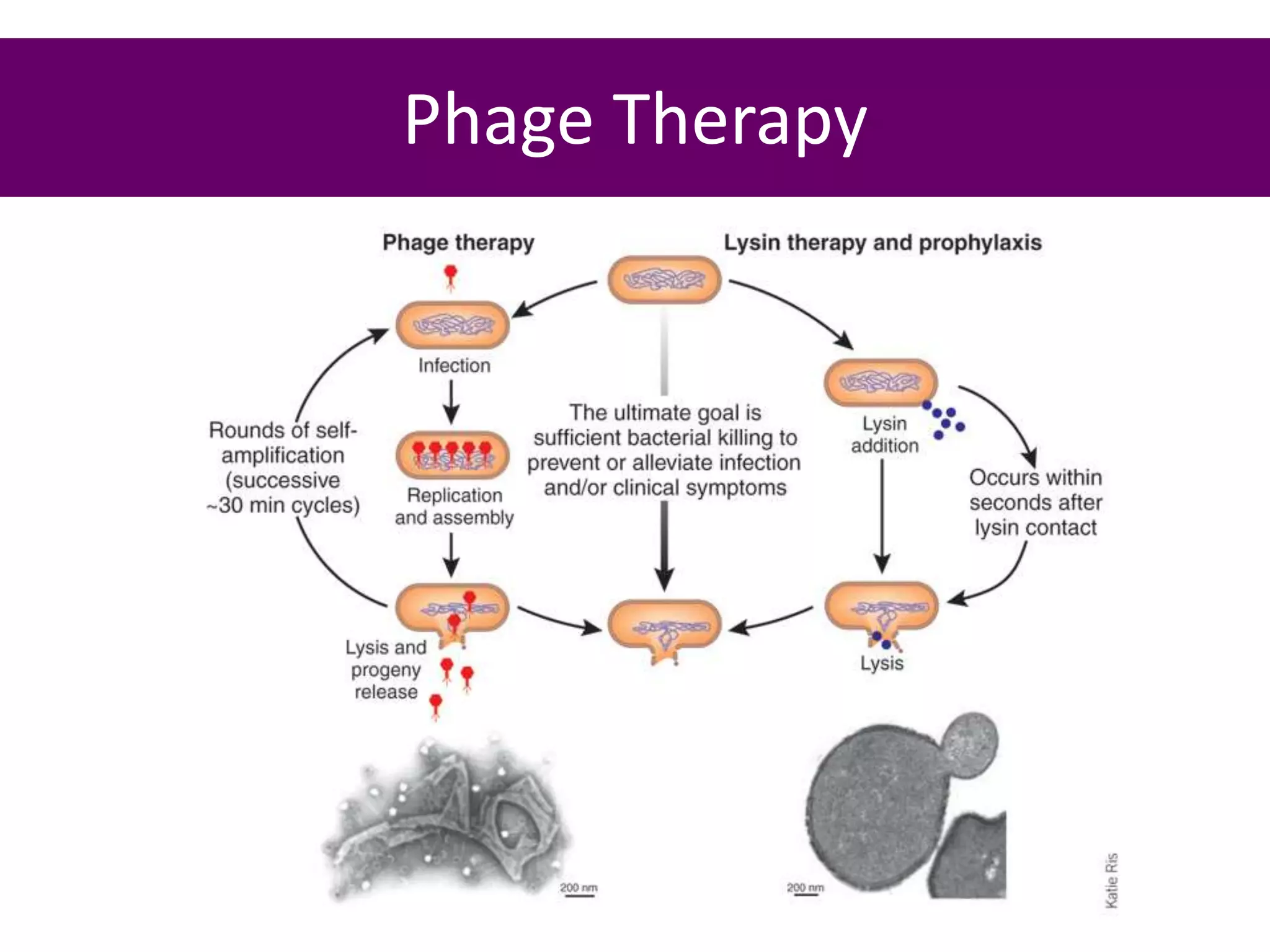 Bacteriophage Project @Hackuarium | PPTX