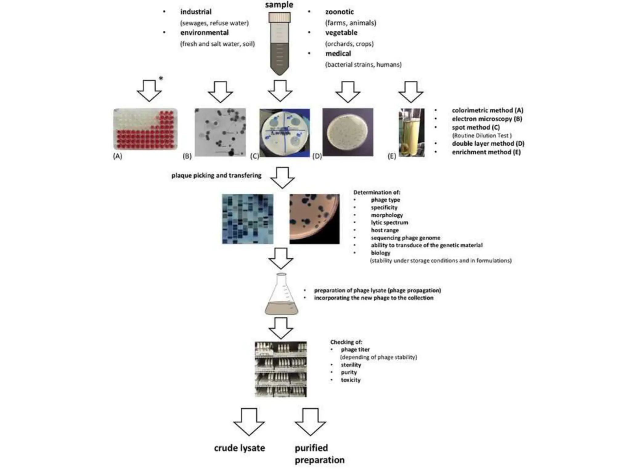 Protocol for Phage isolation - flowchart | PPTX