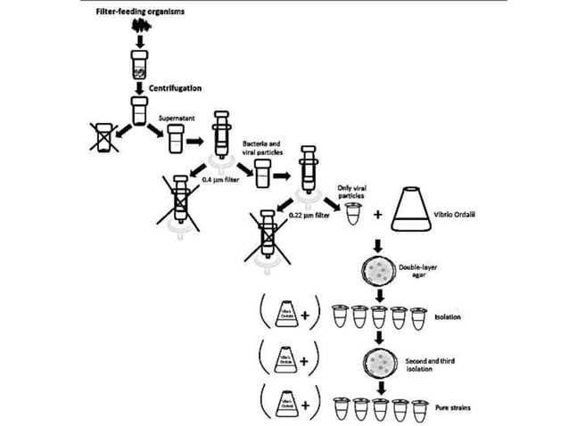 Protocol for Phage isolation - flowchart | PPT