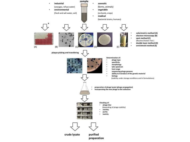 Protocol for Phage isolation - flowchart | PPT