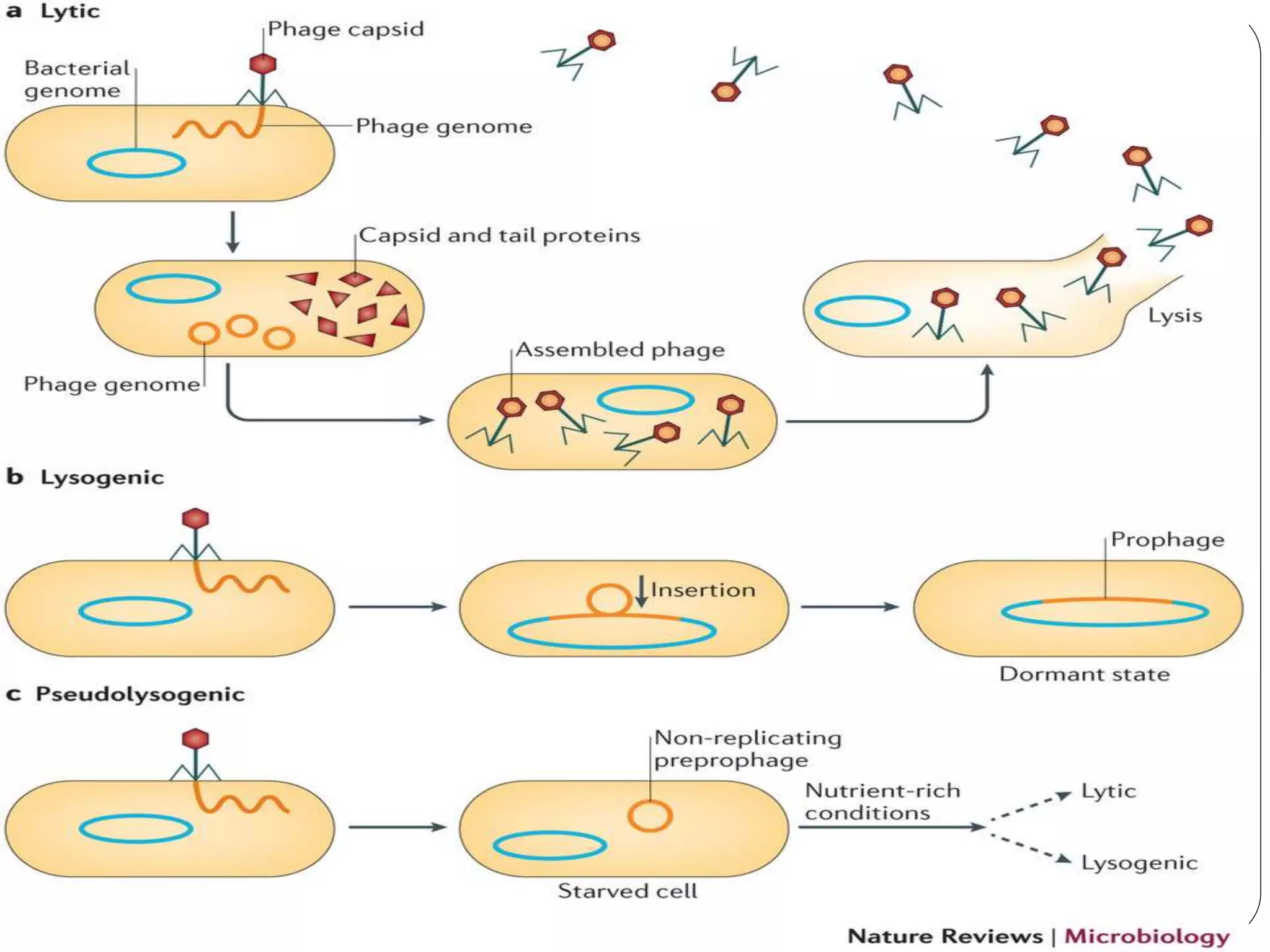 Phage replication cycles | PPT