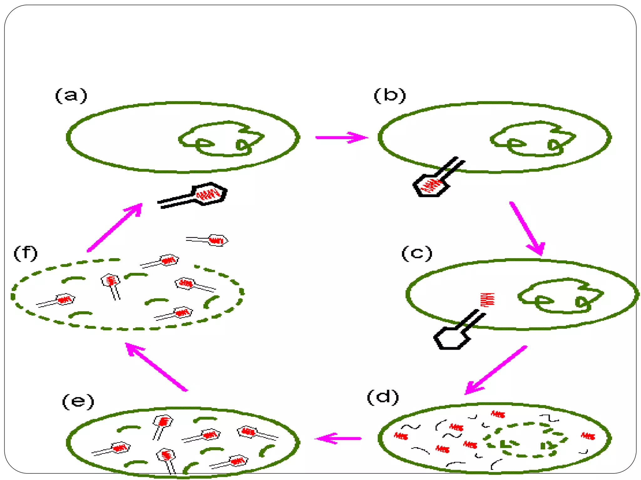 Phage replication cycles | PPT