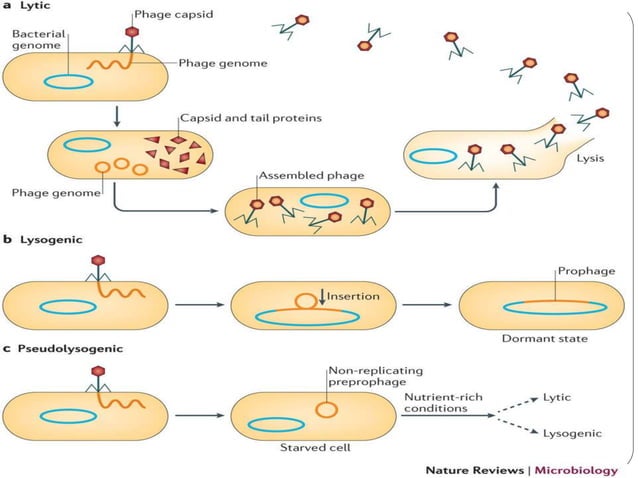 Phage replication cycles | PPT