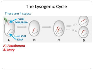 Phage replication cycles | PPT