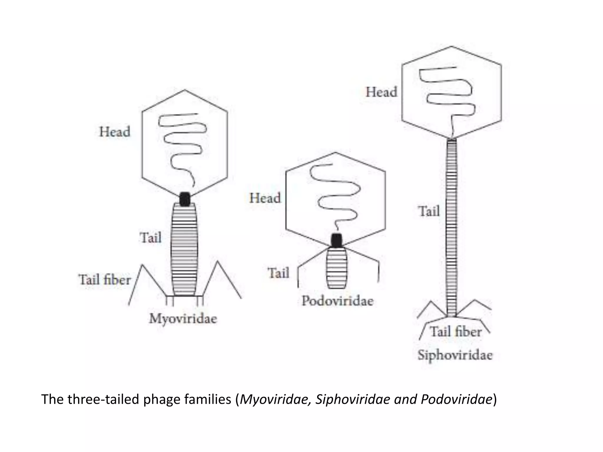 Phages.pptx