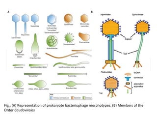 Phages.pptx
