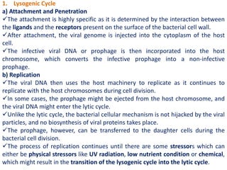 Phages.pptx