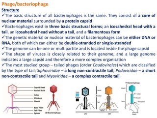 Phages.pptx