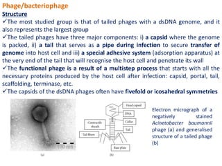 Phages.pptx