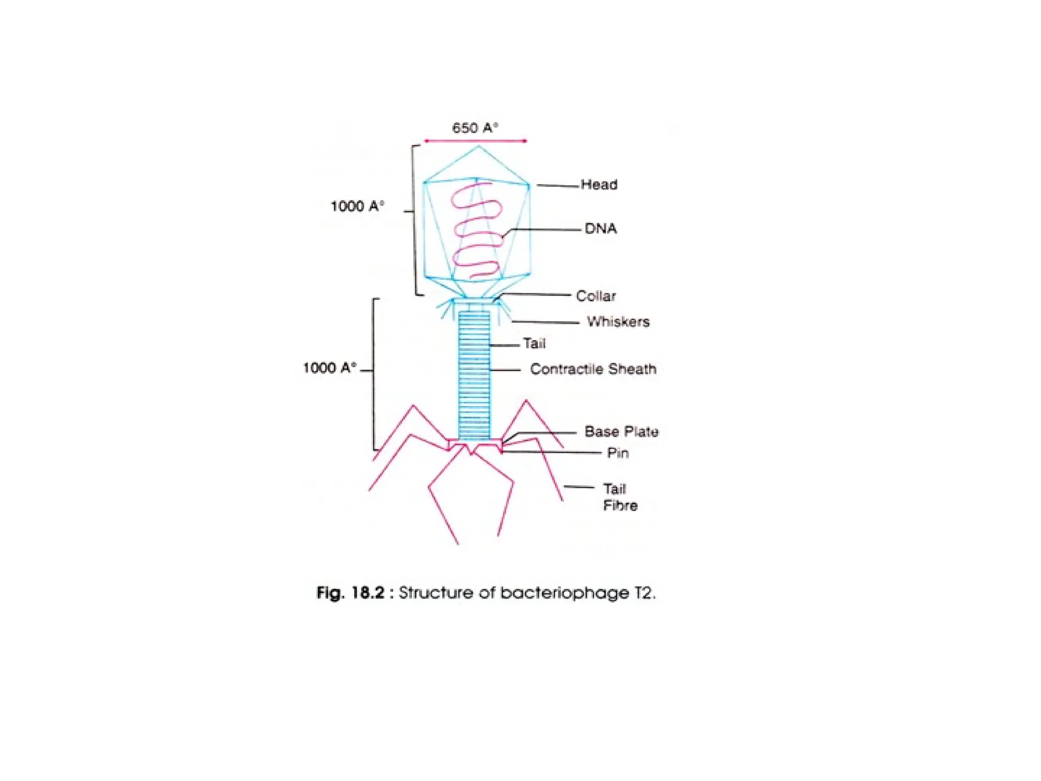 Phages or bacteriophages- overview .pptx