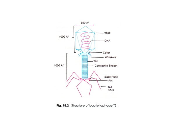 Phages or bacteriophages- overview .pptx