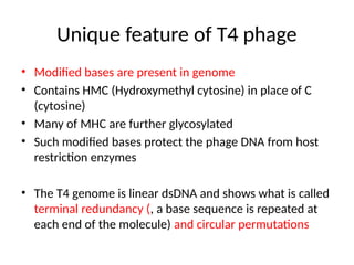 Phages or bacteriophages- overview .pptx
