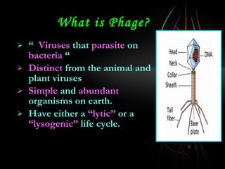 Phage therapy | PPT