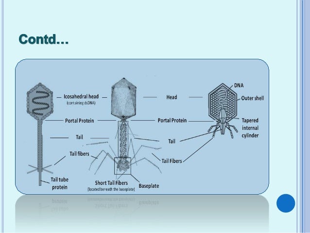 Phage Therapy to Treat Bacterial Infections - Course Scholar
