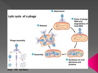 Phage therapy | PPTX