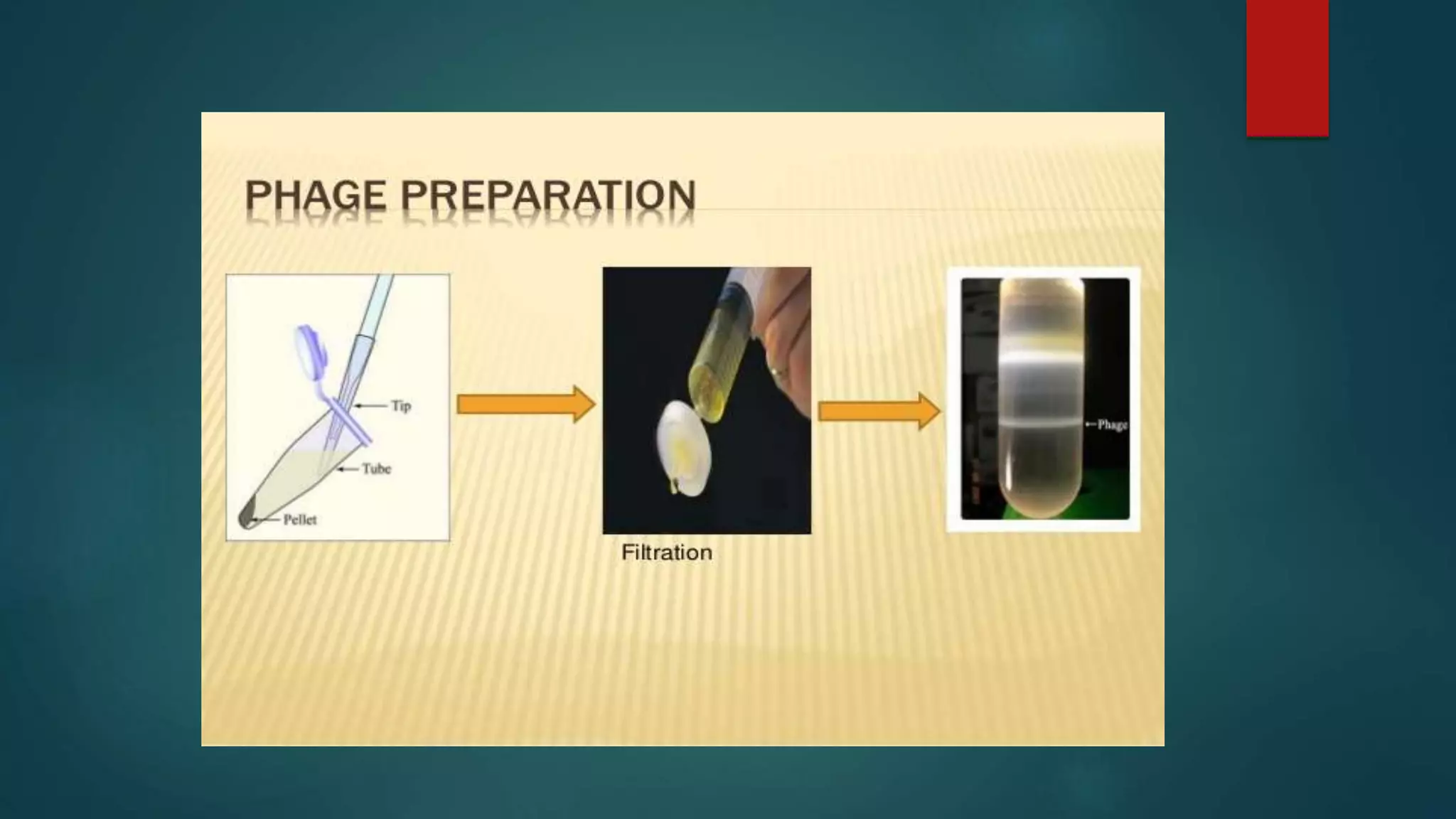 Phage therapy | PPTX