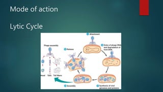 Phage therapy | PPTX