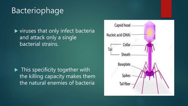 Phage therapy | PPTX | Infectious Diseases | Diseases and Conditions