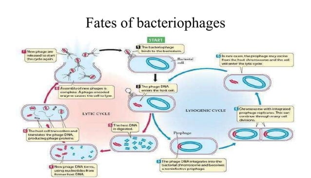 Phage Therapy.pptx | Infectious Diseases | Diseases and Conditions