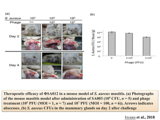 Phage Therapy - A Novel Alternative to Antibiotics to Combat Bovine ...