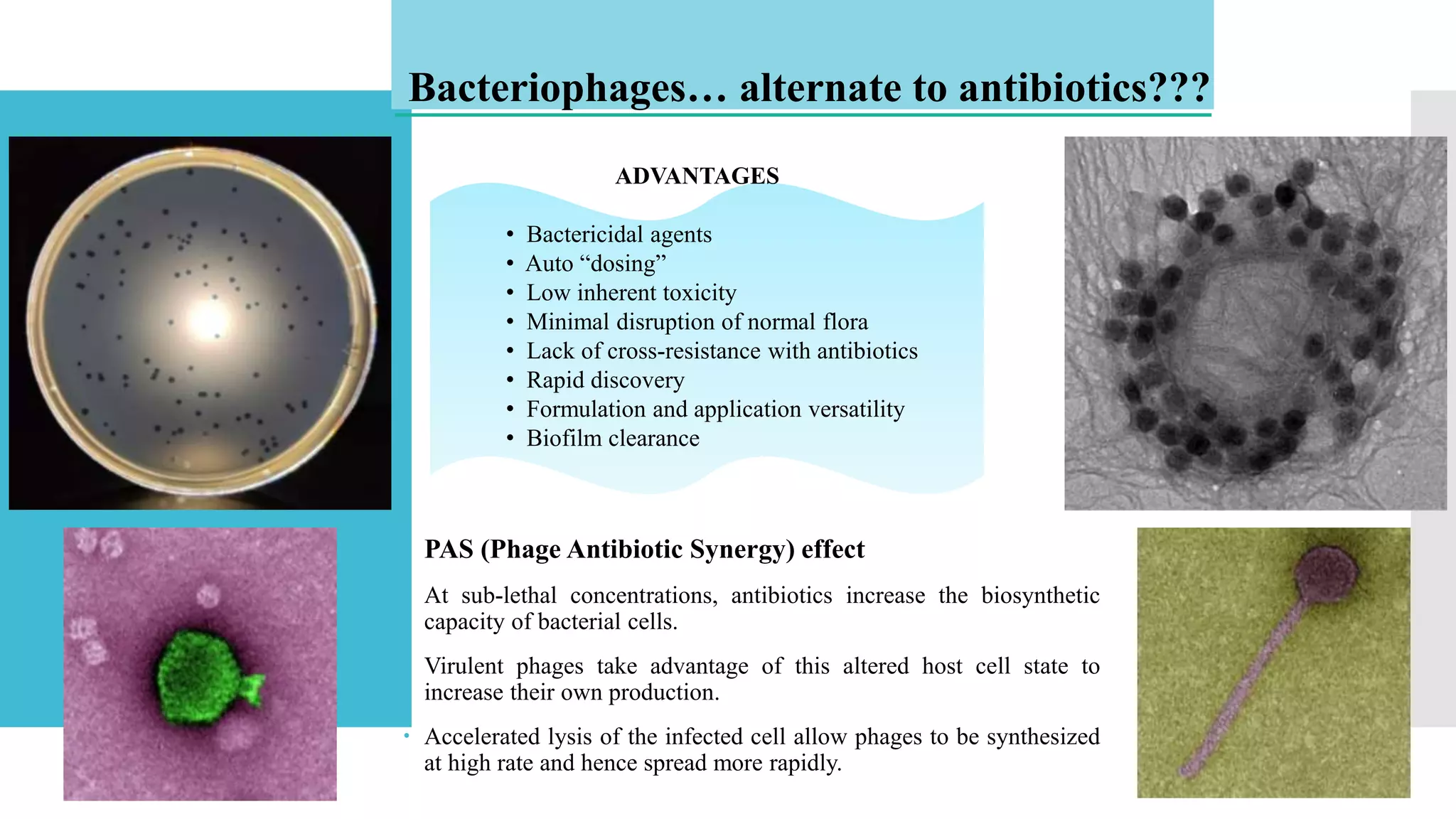 Phage therapy in veterinary sector and beyond.pptx