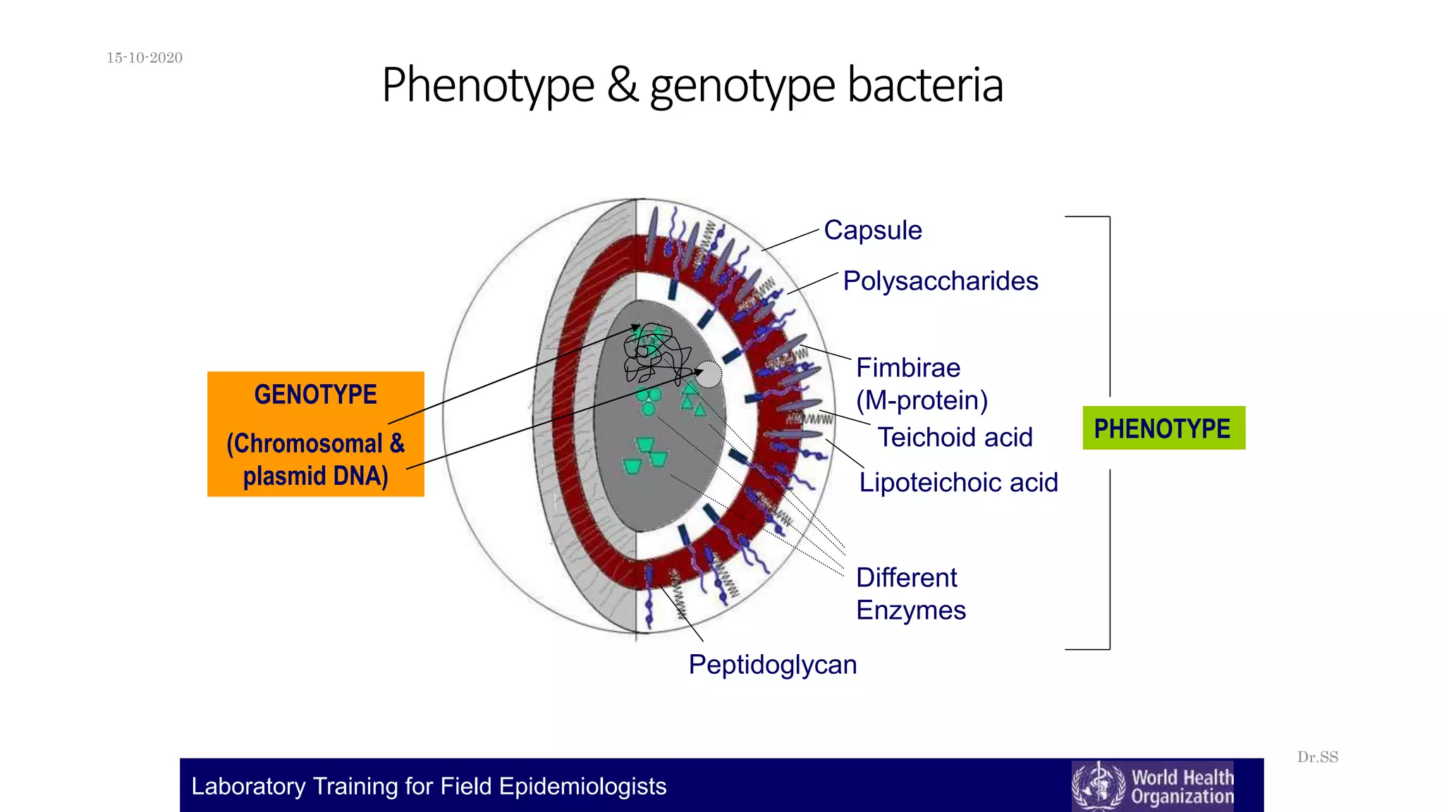 Phage typing | PPTX | Infectious Diseases | Diseases and Conditions